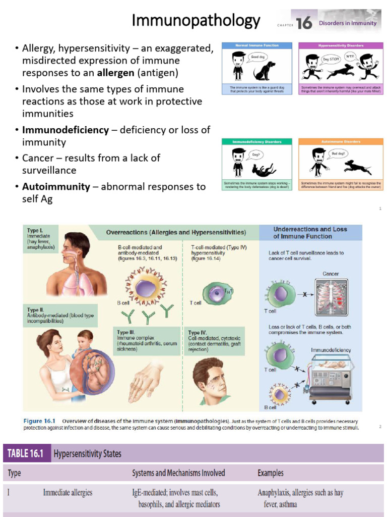 03 - Disorders in Immunity - Student File | PDF | Allergy | Immune System
