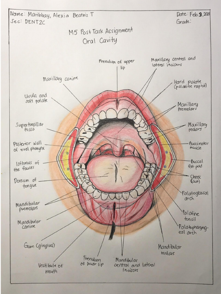 m5 Post Task. Gen Anatomy Lab | PDF