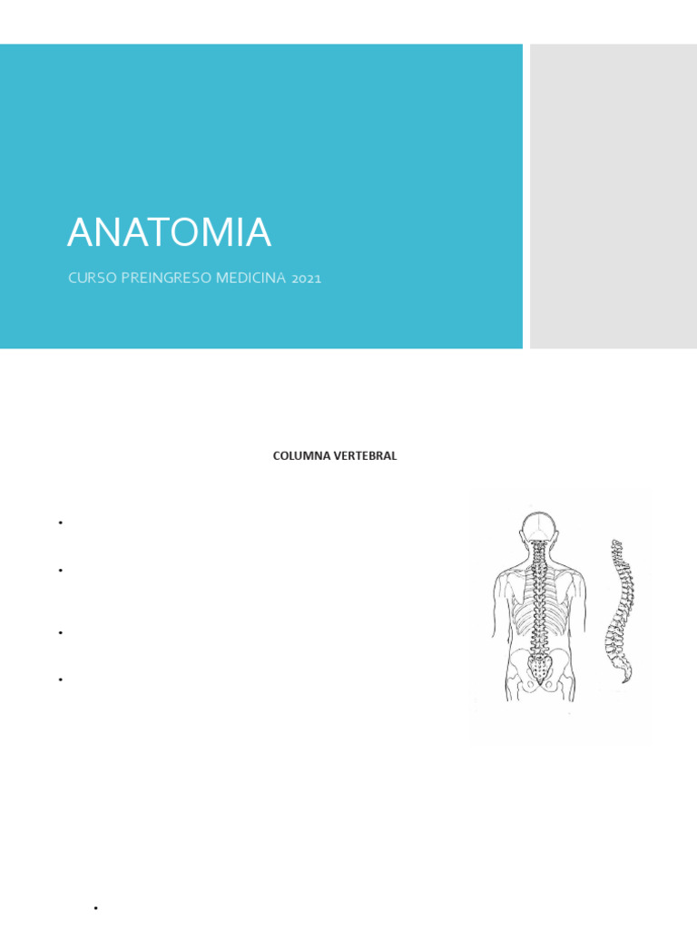 Anatomia 2 | PDF