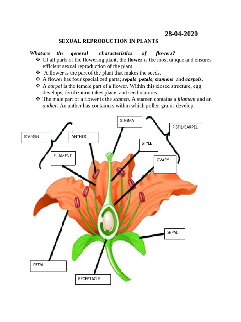 Bio g7 Sexual Reproduction in Plants | PDF