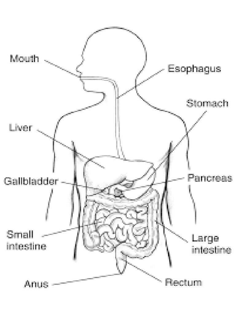 Digestive System Diagram | PDF