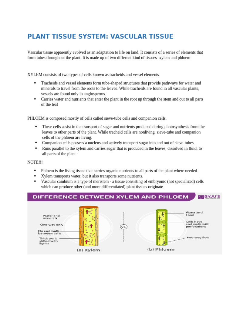 Plant Tissue System | PDF