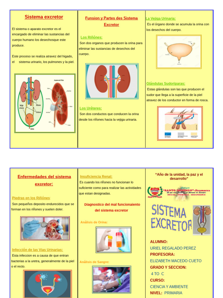 Triptico Sistema Excretor | PDF