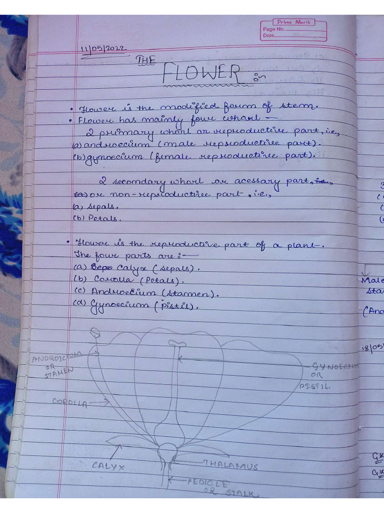 Flower (Biology) | PDF