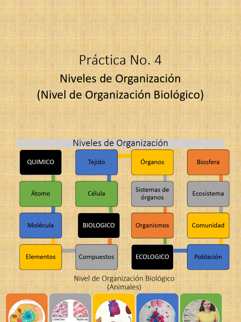Niveles de Organizacion | PDF