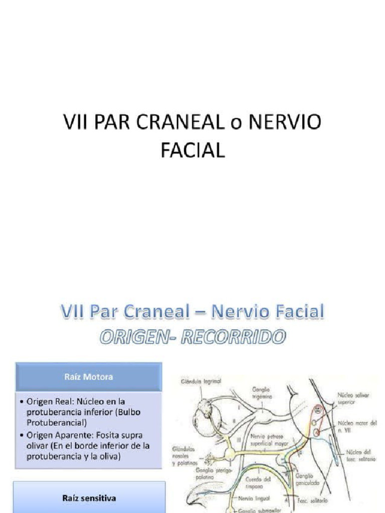 VII Par Craneal o Nervio Facial - 20240527 - 174617 | PDF
