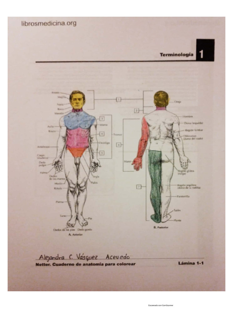Lámina Planimetria 1-1 - 1-5 | PDF