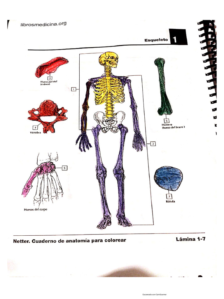 Láminas 1.6 - 1.10 | PDF