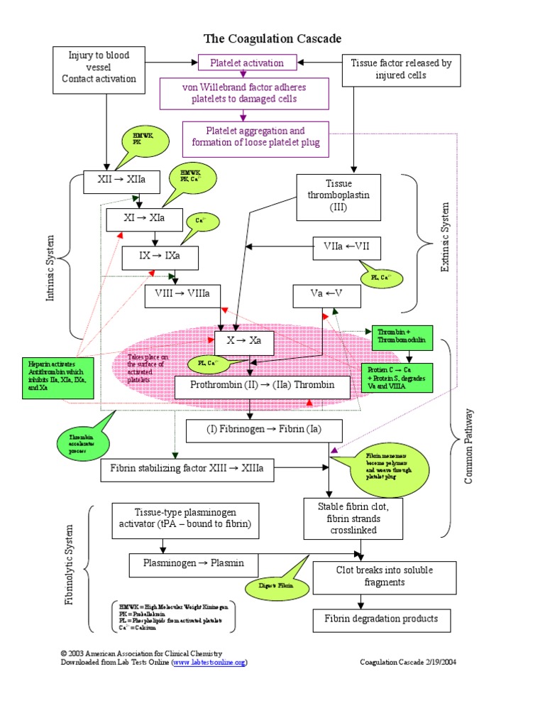 Coag Cascade | PDF