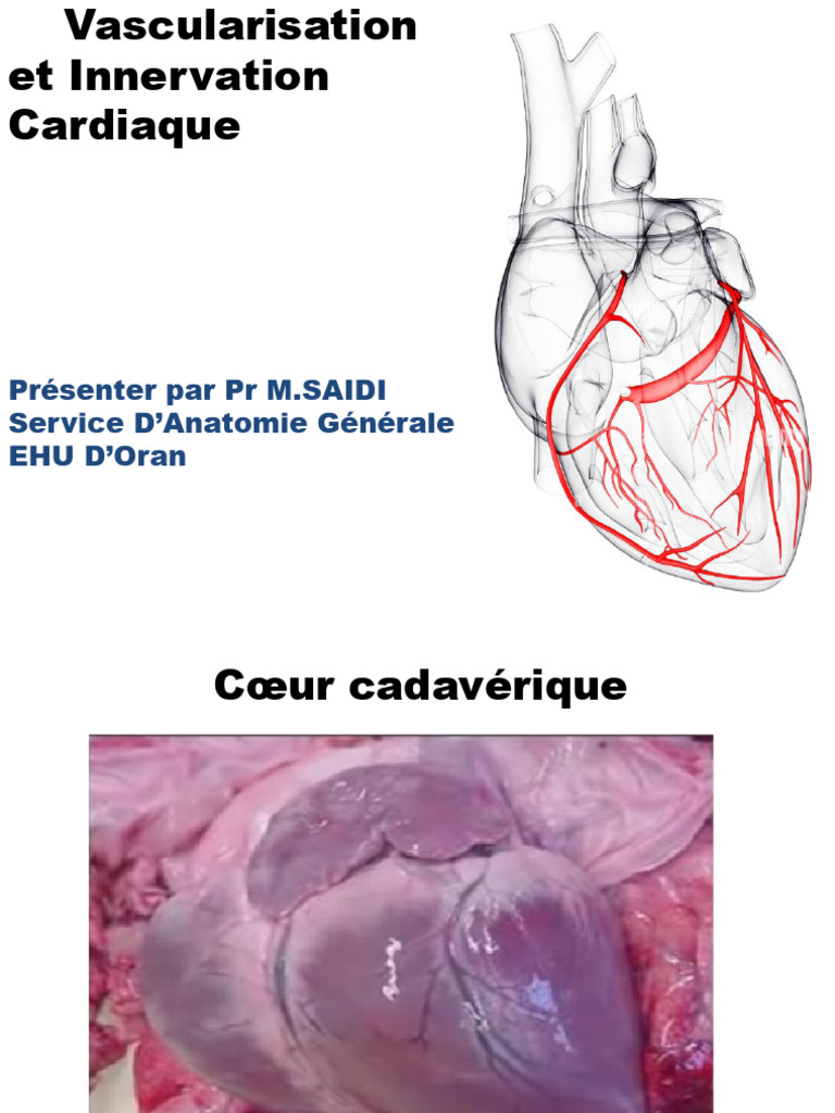 5_ vascularisation et innervation cardiaque | PDF