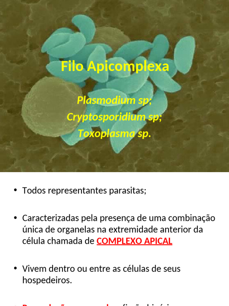 Filo Apicomplexa | PDF