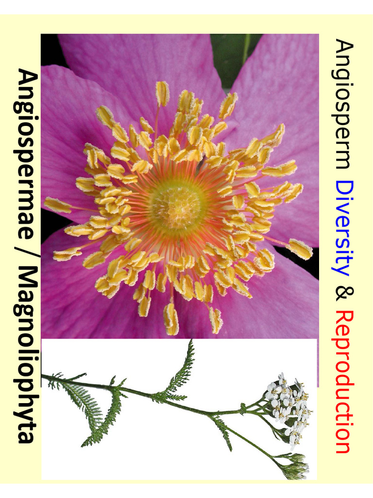 Unit4 Angiosperms 2024 | PDF