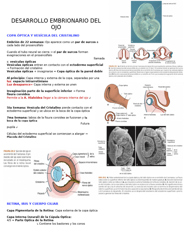 Desarrollo Embrionario Del Ojo | PDF | Ojo humano | Ciencia y matemáticas