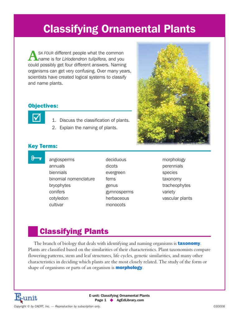 Classifying Plants E Unit | PDF