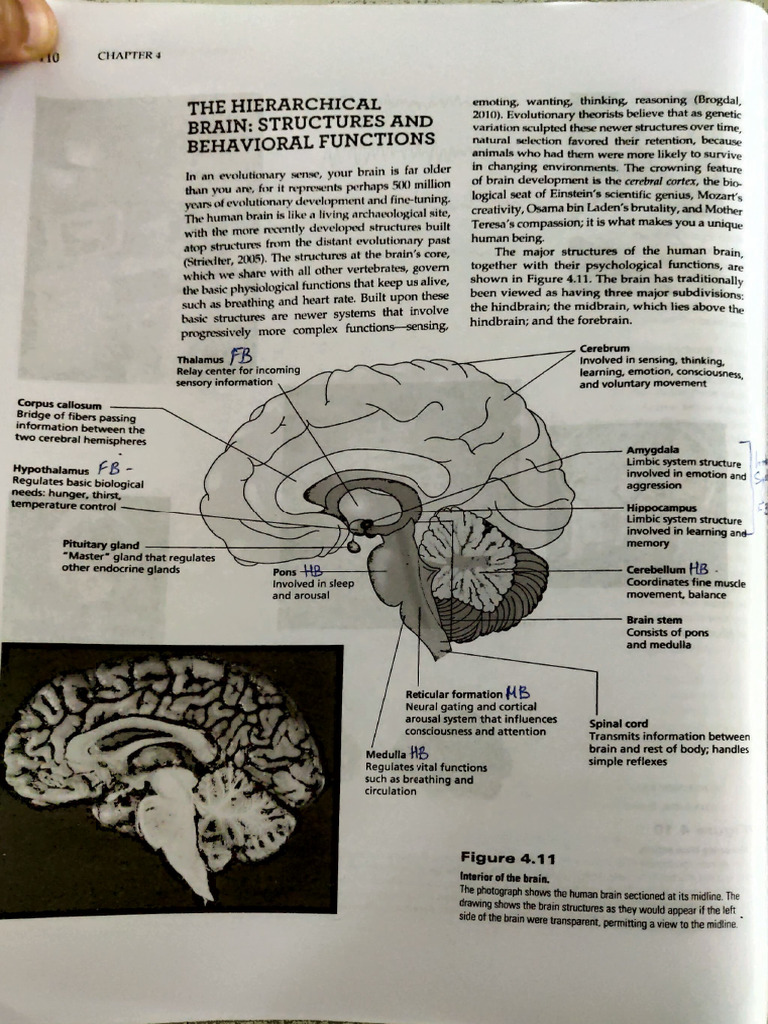 Brain Structure & Functions | PDF