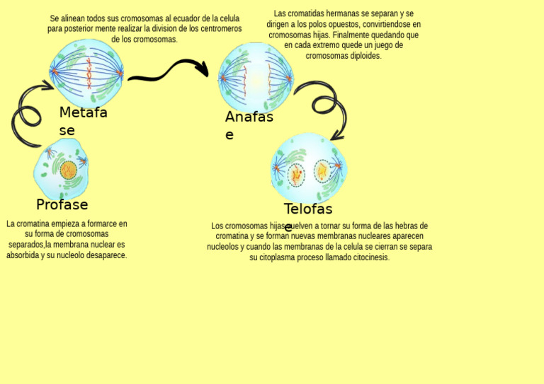 Esquema de Mitosis | PDF