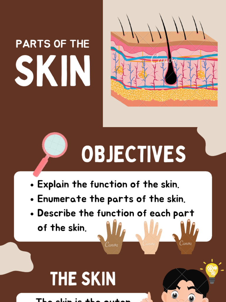 Fun and Colorful Parts of The Skin Science Presentation | PDF