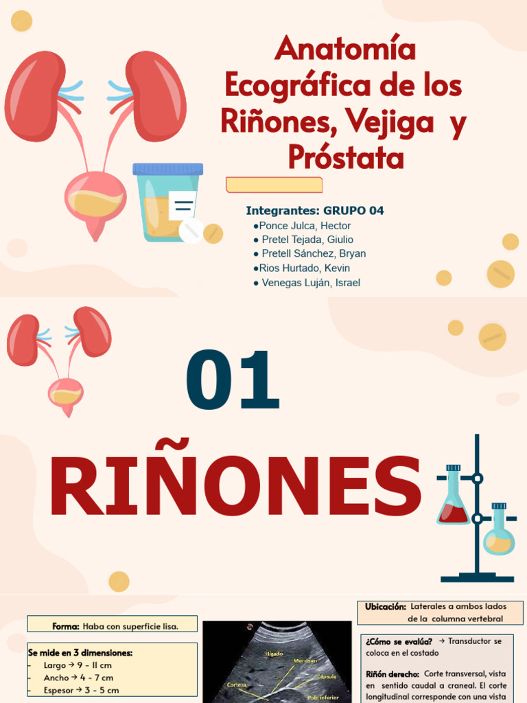 Anatomía Ecográfica: Riñones, Vejiga y Próstata | PDF | Riñón ...
