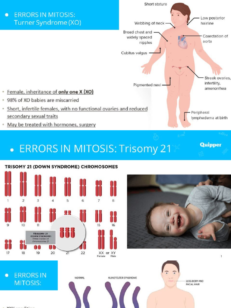 10 - Errors in Cell Division | PDF
