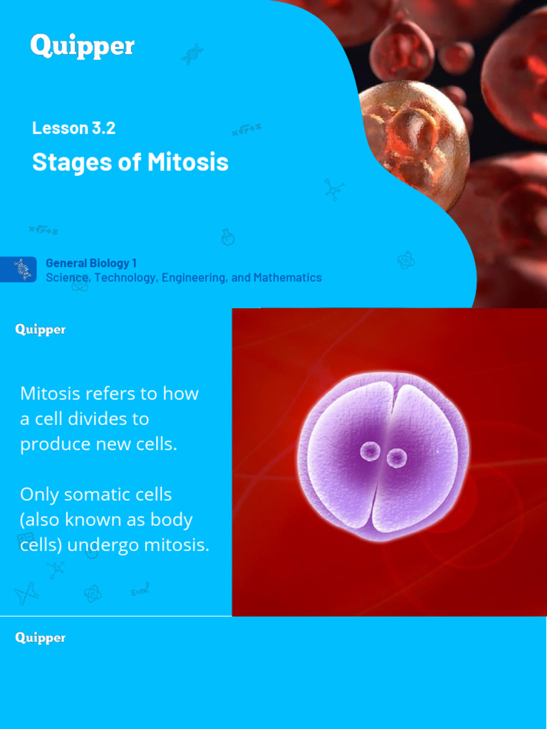8 - Stages of Mitosis | PDF