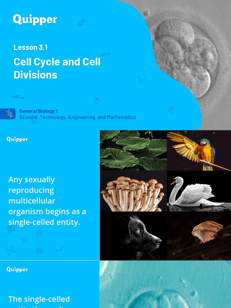 9 - Cell Cycle and Cell Divisions | PDF