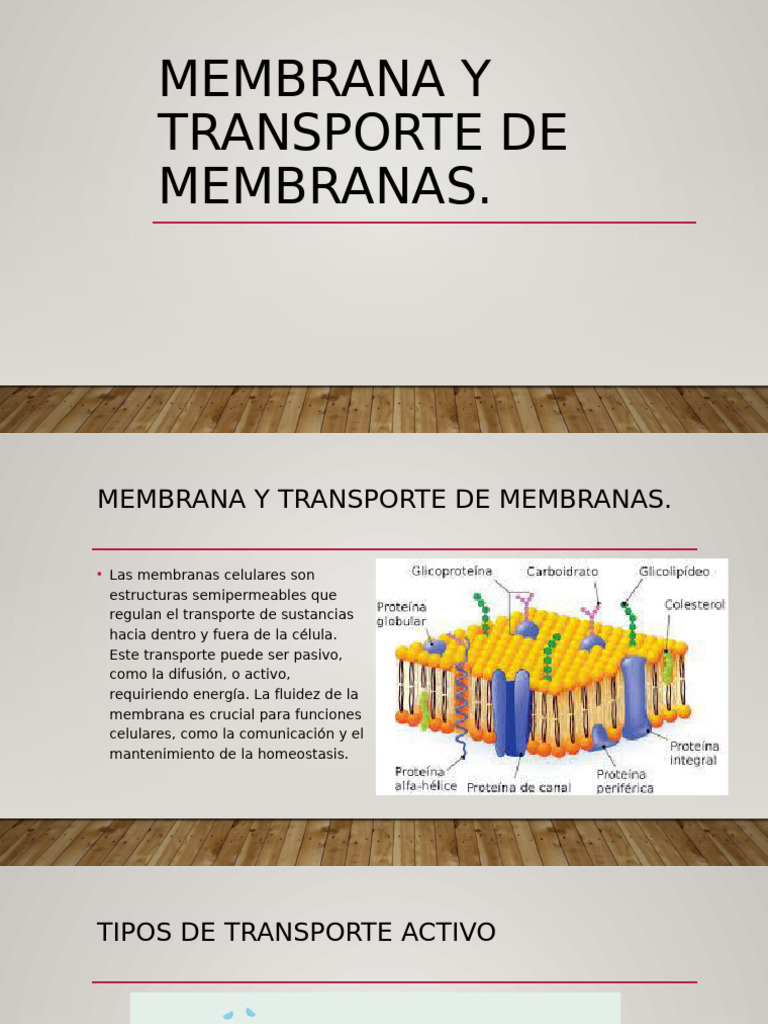 Membrana y transporte de membranas | PDF