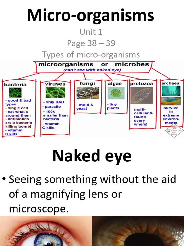 Types of Micro-organisms Explained | PDF