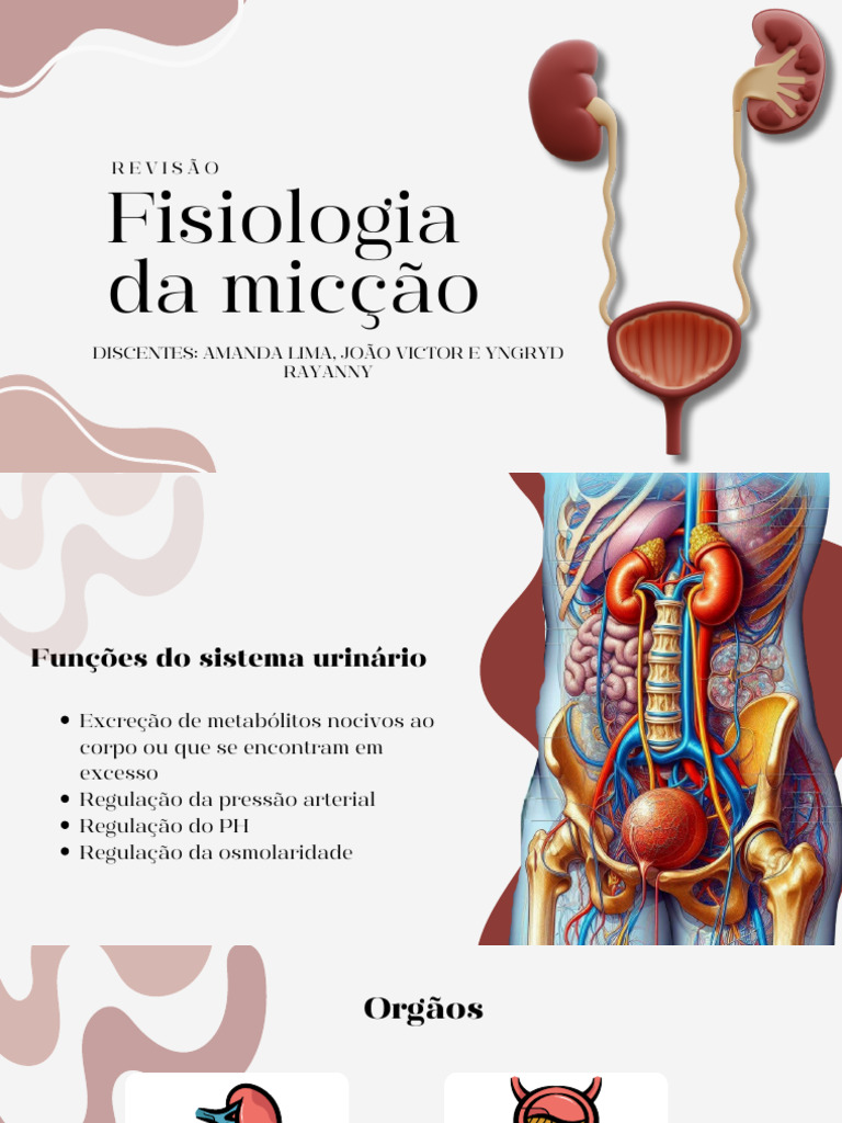 Fisiologia Da Micção - 20240219 - 155348 - 0000 | PDF