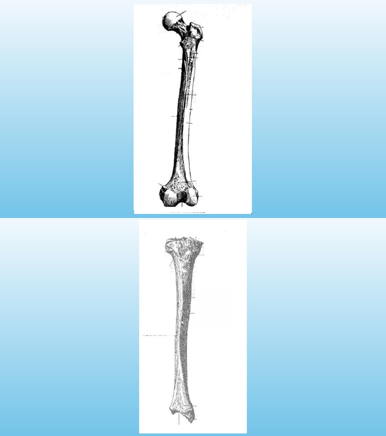 Hueso Fémur y Tibia | PDF