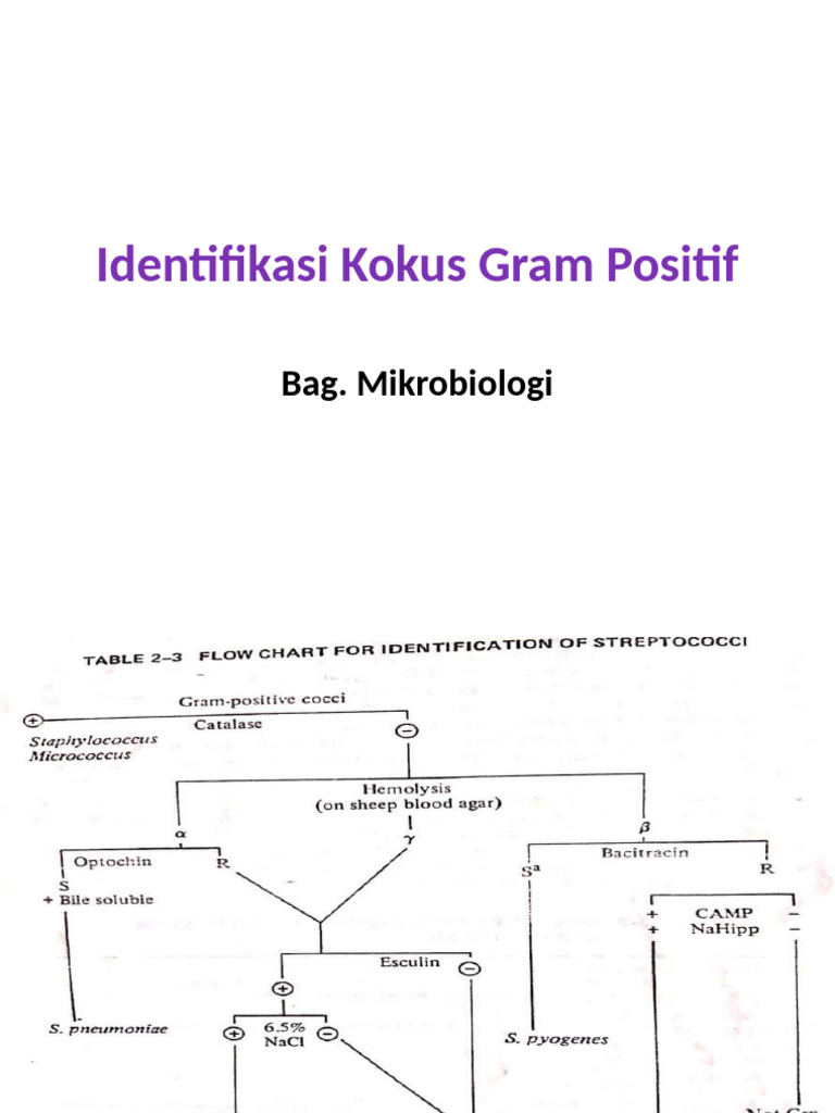 Identifikasi Kokus Gram Positif | PDF