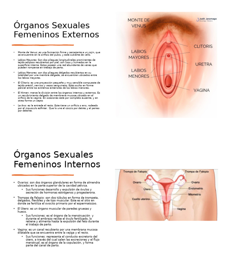 Órganos Sexuales Femeninos Externos e Internos | PDF