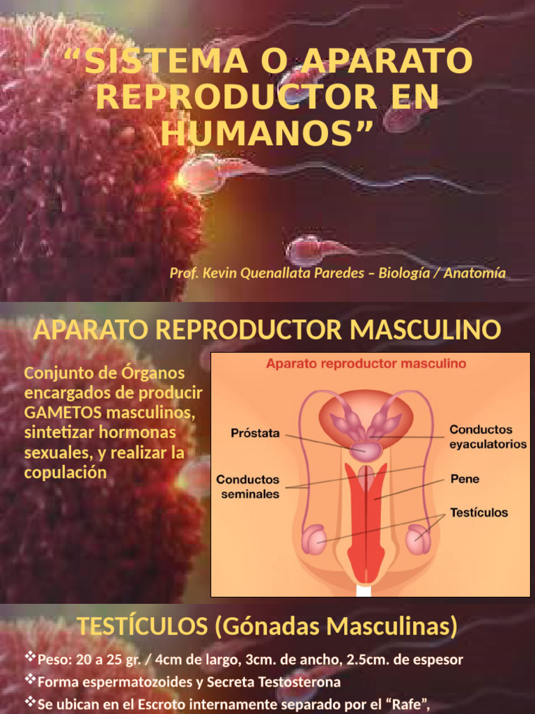 Sistema Reproductor Humano | PDF