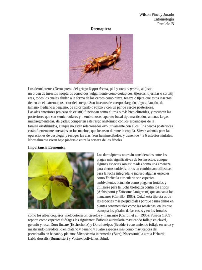 Dermaptera | PDF