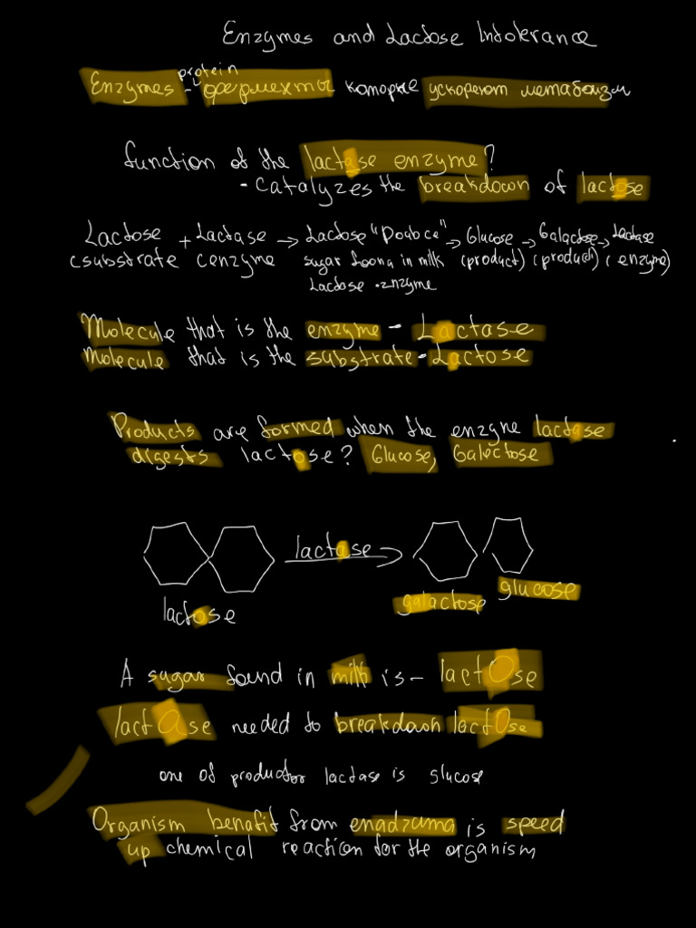 Enzymes and Lactose Intolerance | PDF
