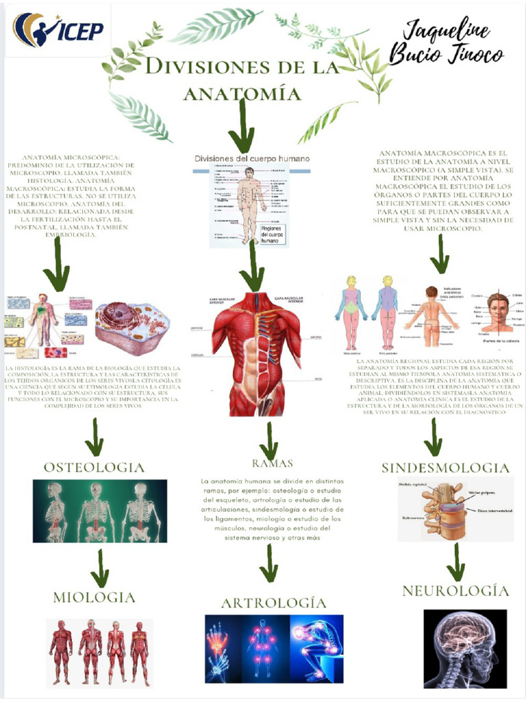 Divisiones de La Anatomía | PDF