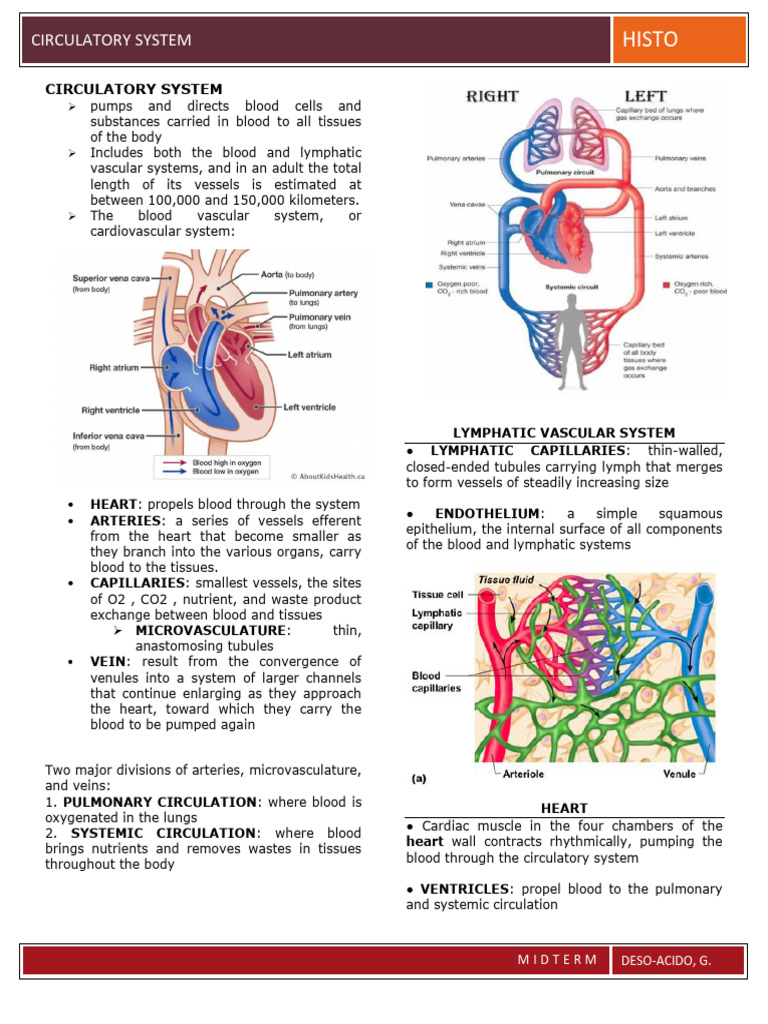 Circulatory System | PDF