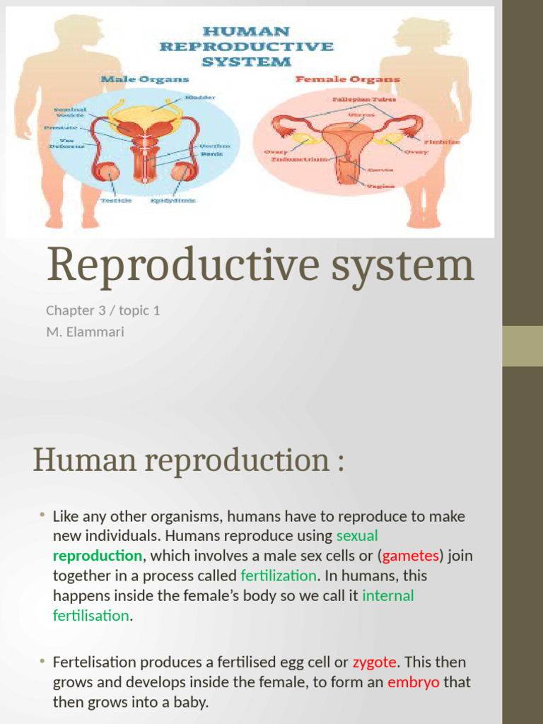 Reproductive System - Grade 8 | PDF