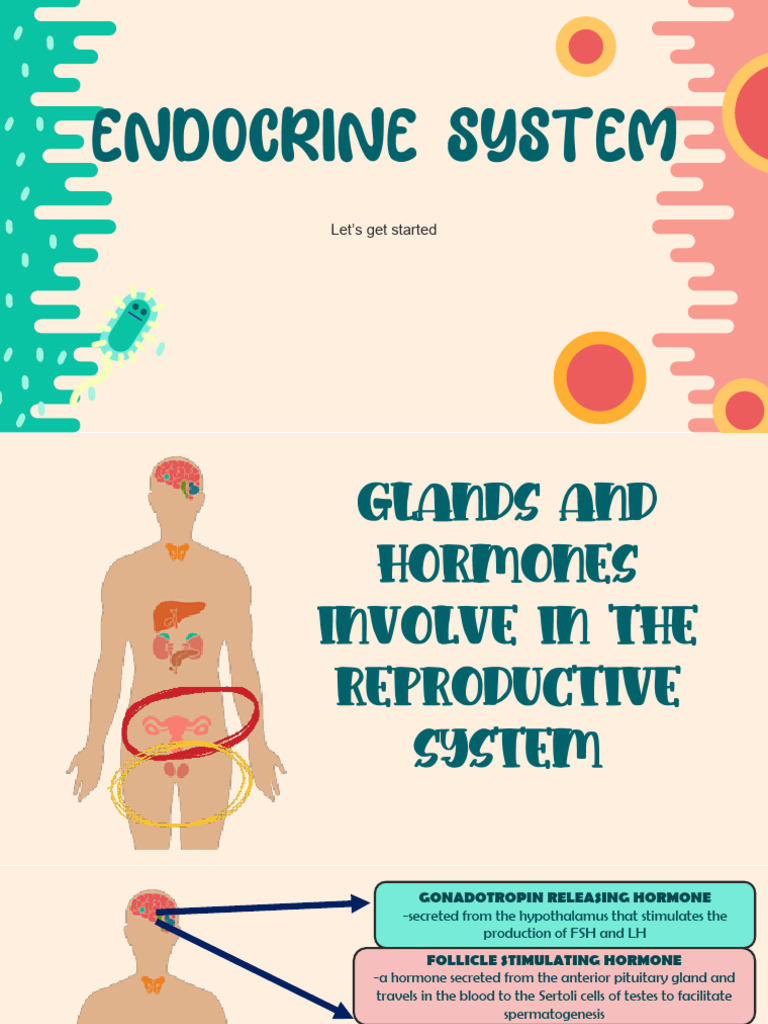 Endocrine Notes Ppt | PDF