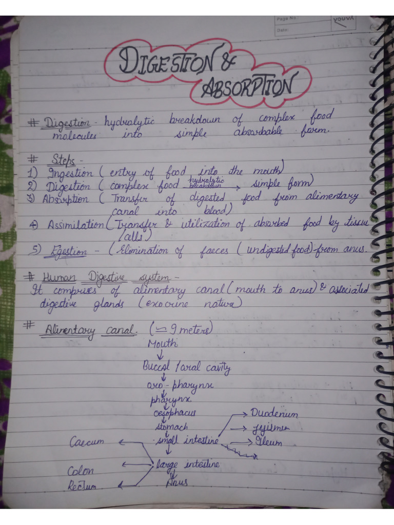 Digestion and Absorption | PDF