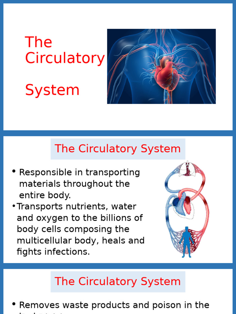 Circulatory System | PDF