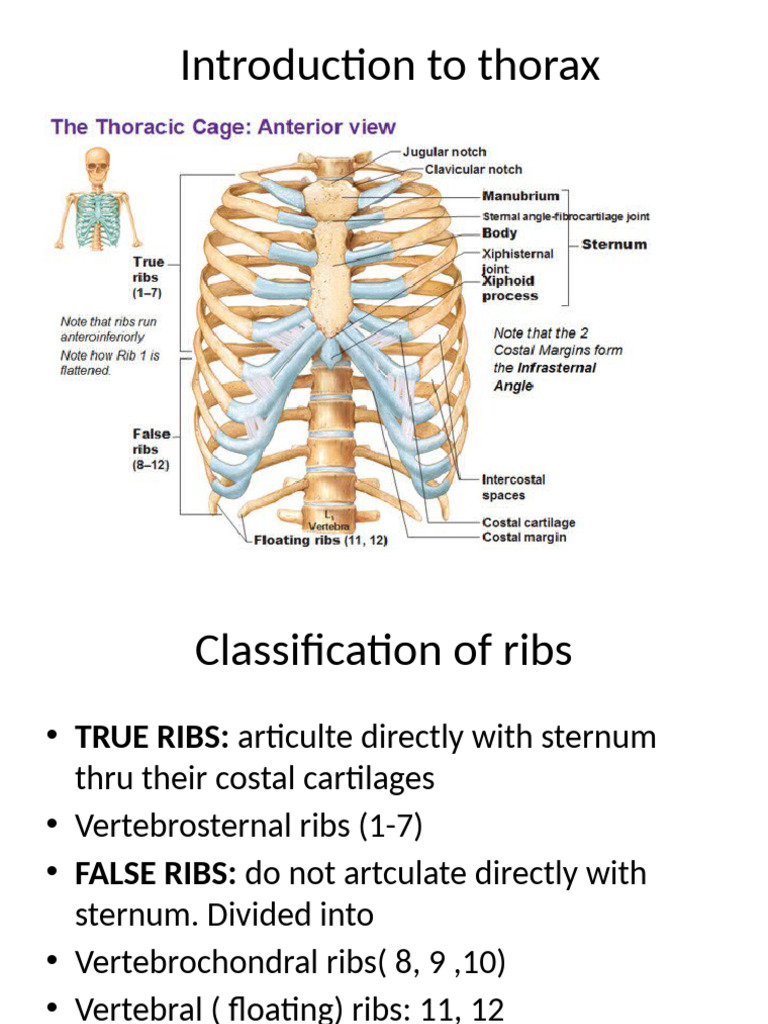 Introduction To Thorax | PDF