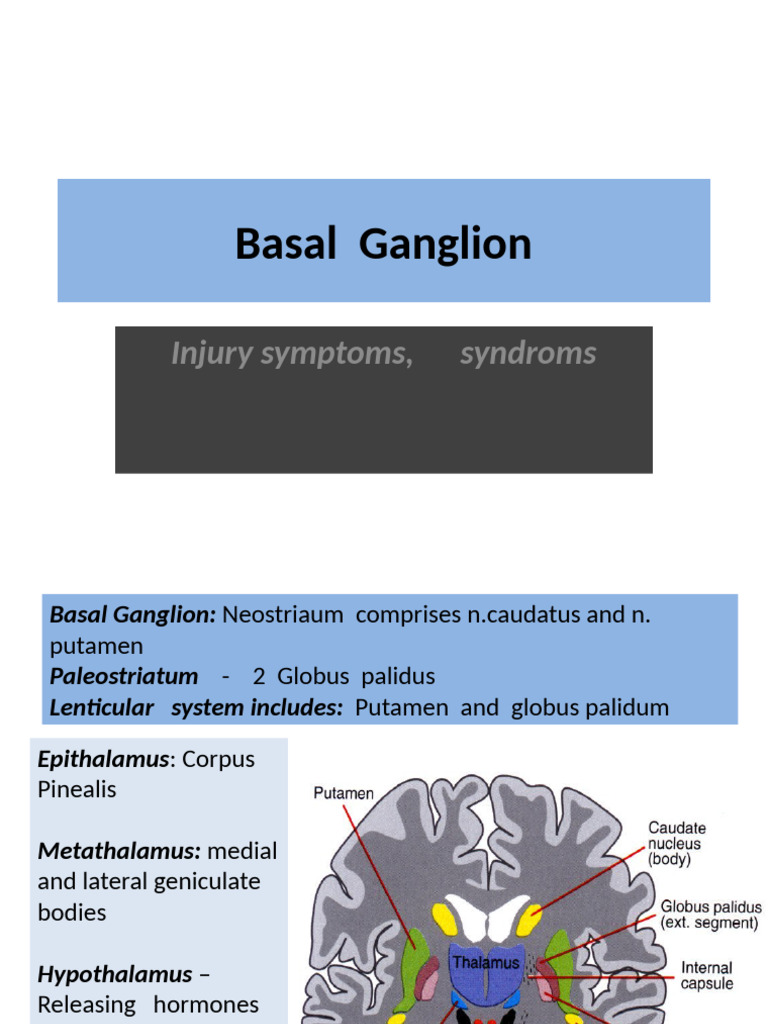 Basal Ganglion Presentation | PDF