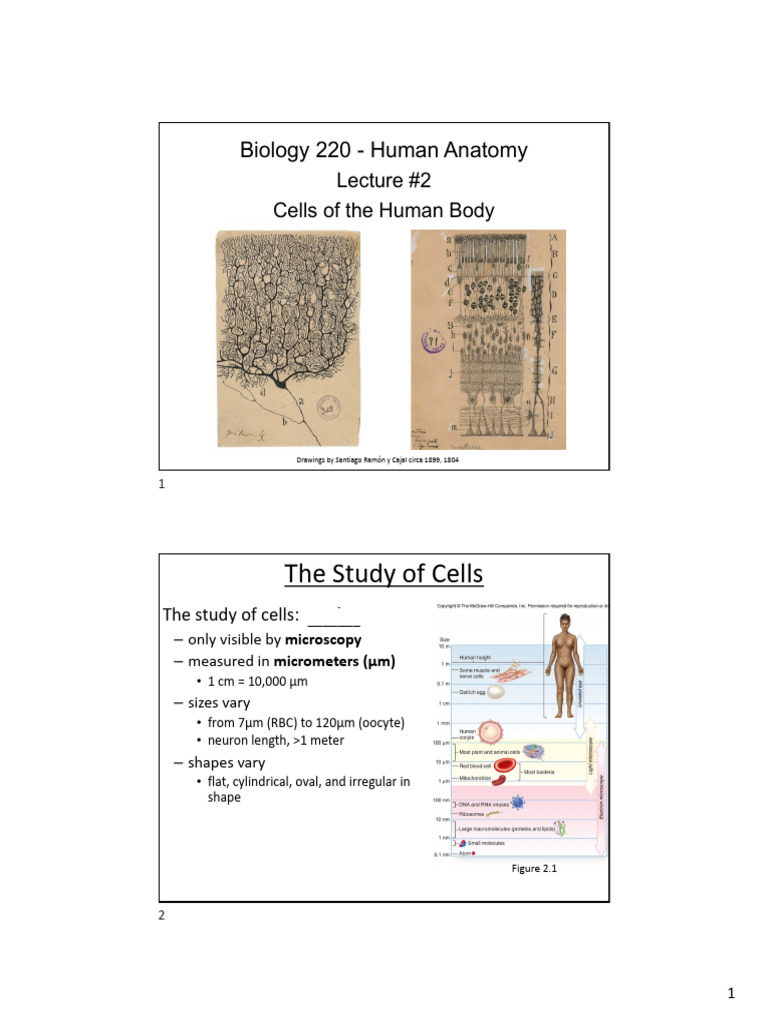 Lecture2 Cells | PDF