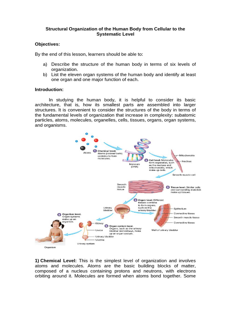 Structural Organization of The Human Body (Written Report) | PDF ...