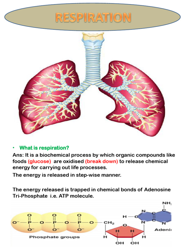 Respiration 1 | PDF