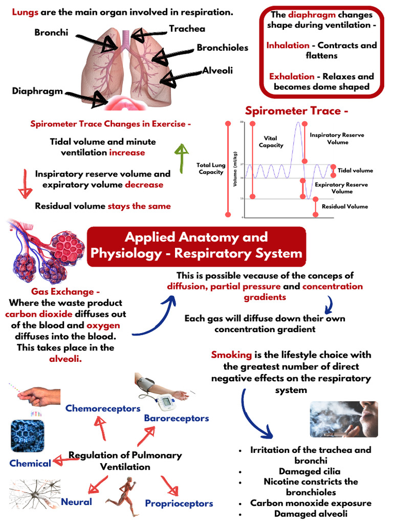Cheat Sheets 3 | PDF | Respiratory System | Breathing
