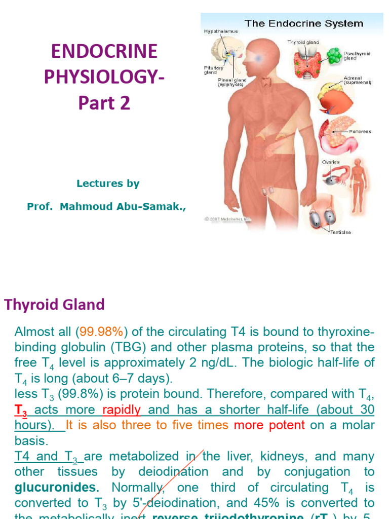 Ch. 2 Part II Endocrine Physiology 20232 | PDF