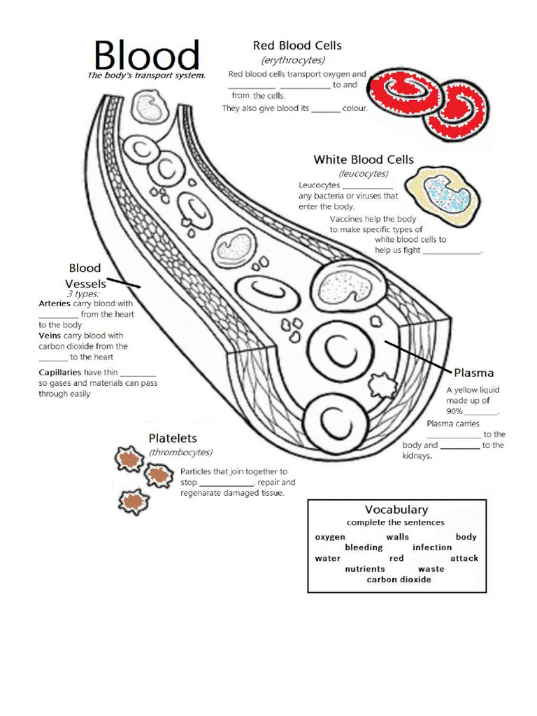 Blood Worksheet | PDF
