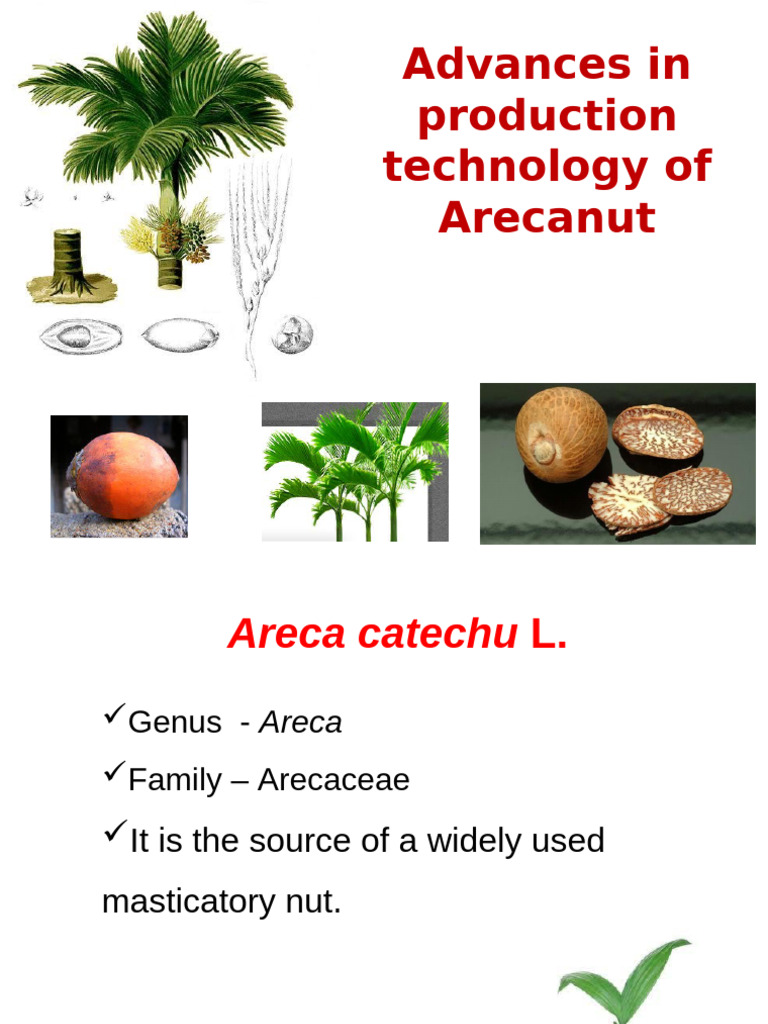 Arecanut | PDF