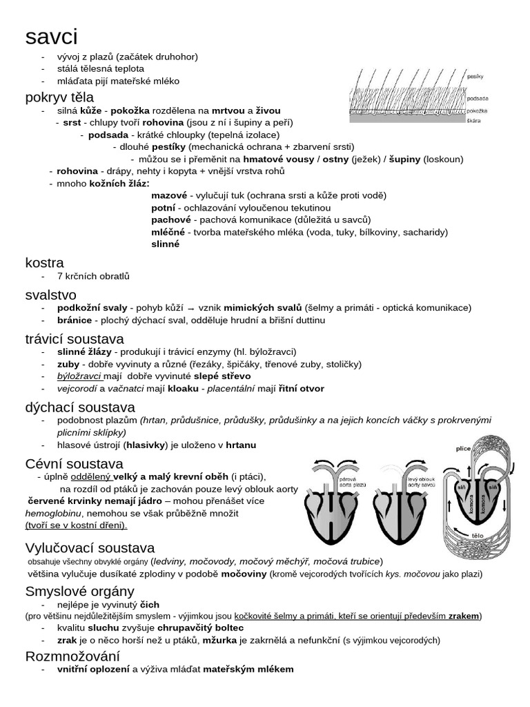 Savci - Ptáci | PDF